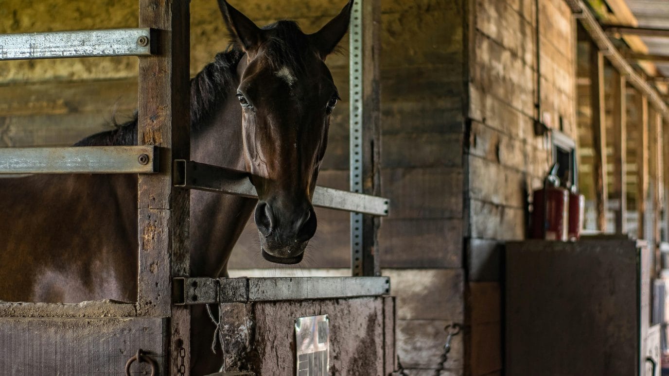 How to Become a PATH Intl. CTRI Instructor: Requirements and Training Guide